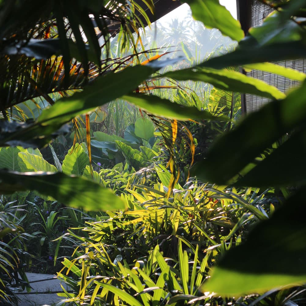 Midori - Green - Céline Baur