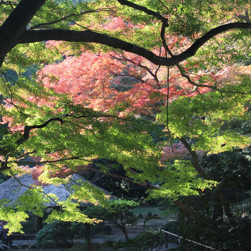 Midori - Japan - Céline Baur